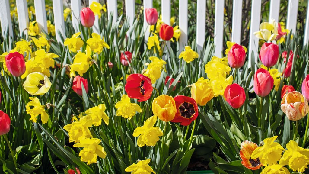 Is it too late to plant daffodil bulbs in March? Expert tips | Homes ...