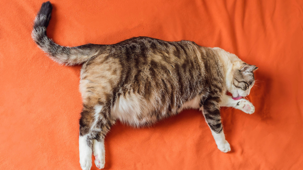 Obesity in cats: Symptoms, prevention and how to help | PetsRadar