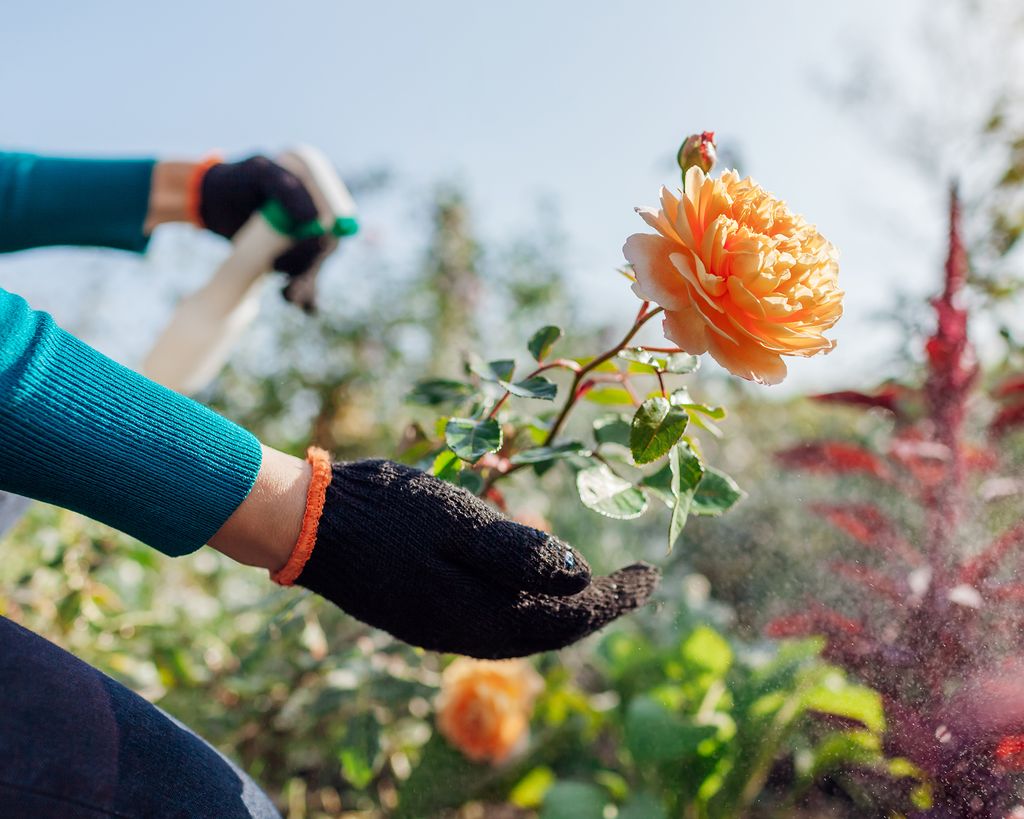 Powdery Mildew On Roses: Common Symptoms & Treatment | Gardening Know How