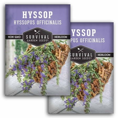 How to grow hummingbird mint: a native plant for pollinators | Homes ...