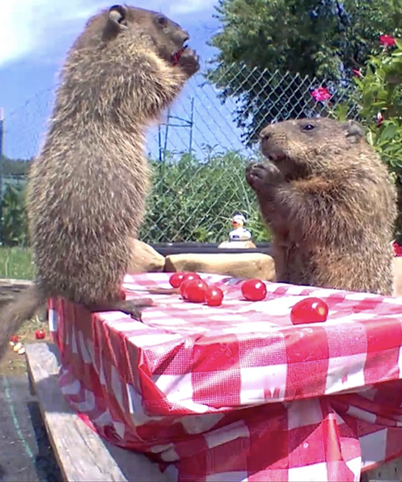 Meet Chunk, The Vegetable-Stealing Groundhog & Internet Star ...