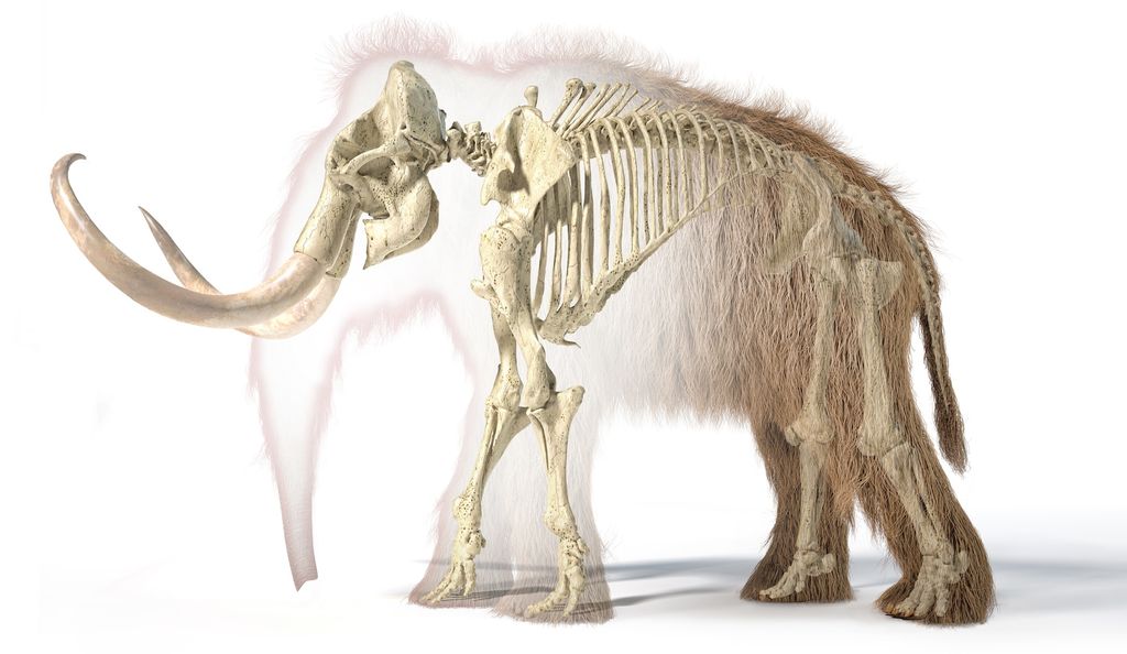 Woolly mammoths: Facts about these extinct, shaggy beasts that once ...
