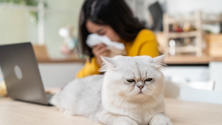 Think you’re allergic to cats? These are the symptoms to look out for ...