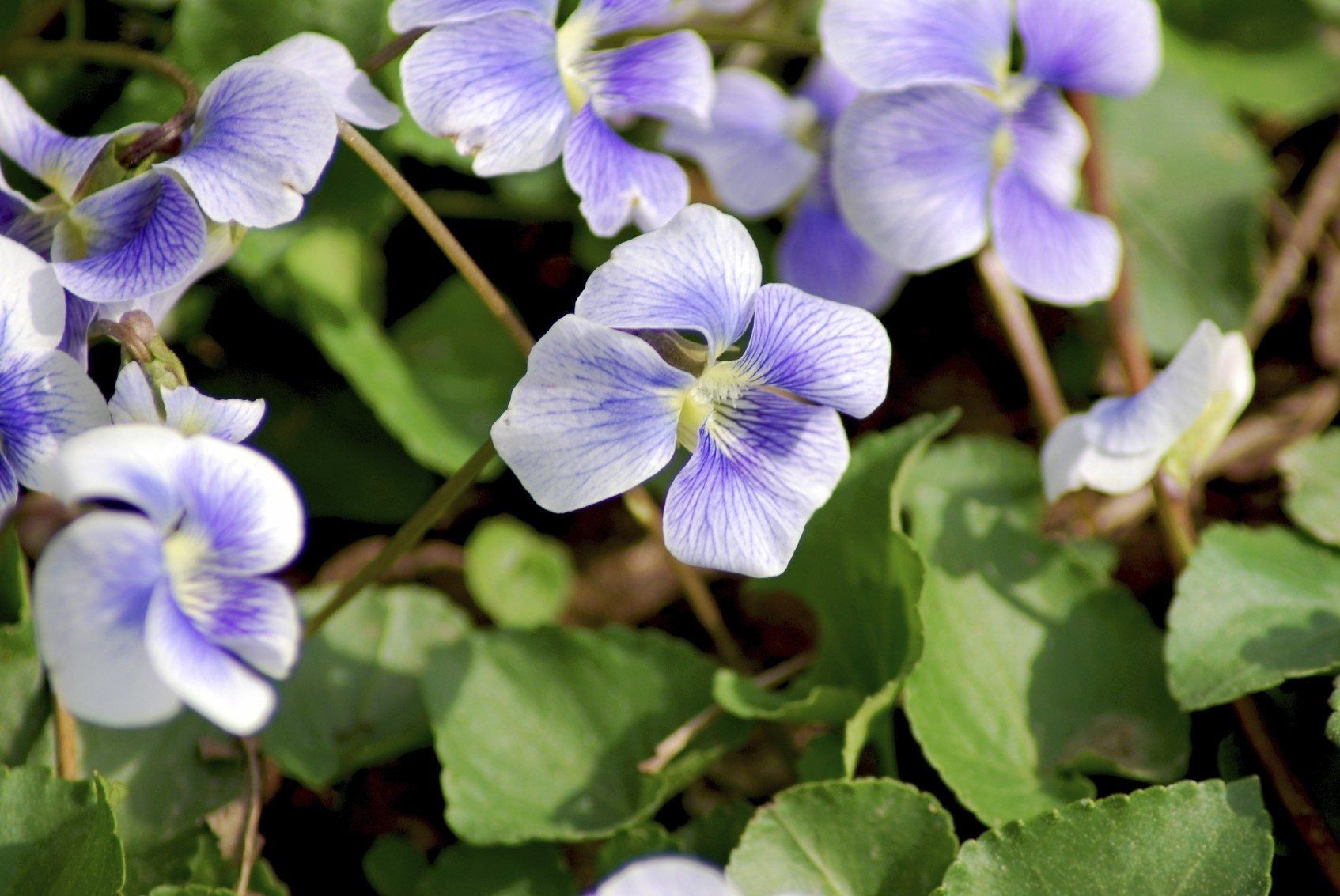 Types Of Violet Plants - Learn About Violet Plant Varieties | Gardening ...