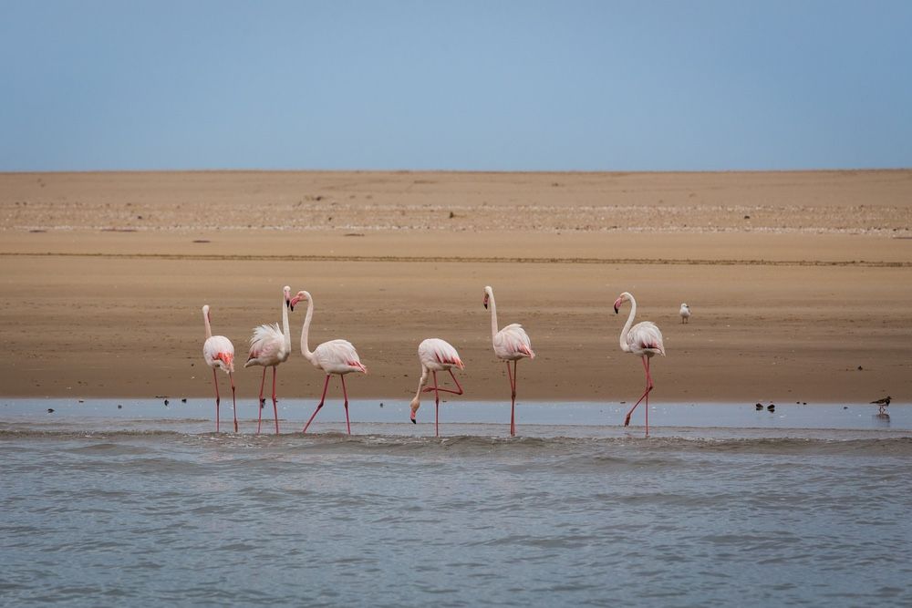 Feats of Balance: How Do Flamingos Stand on One Leg? | Live Science
