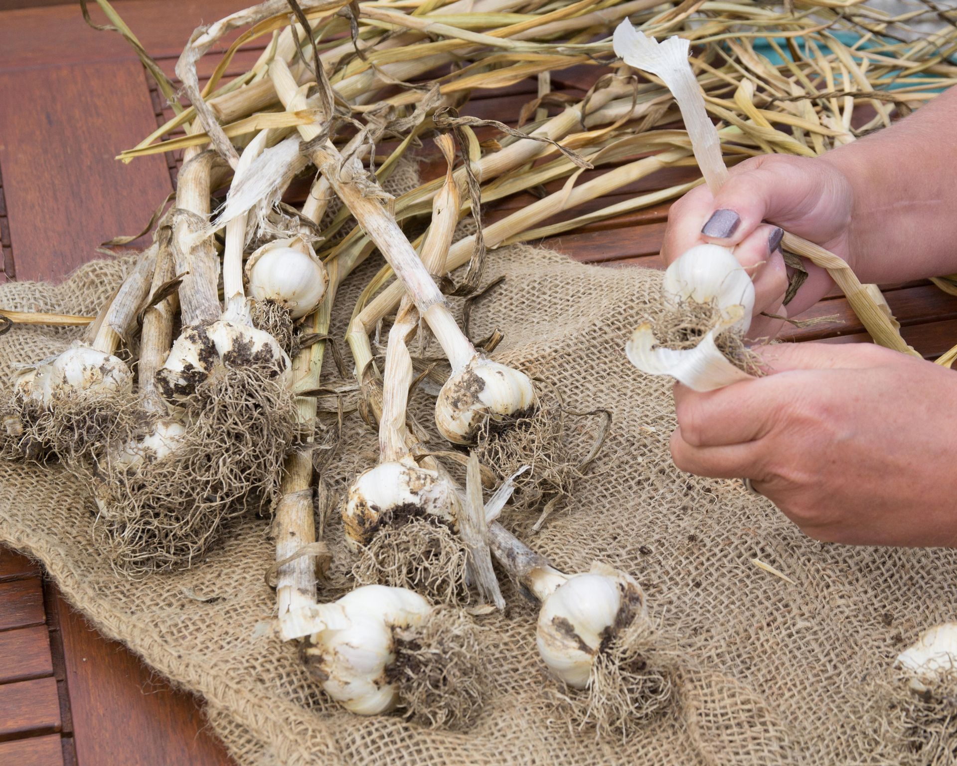 Plaiting garlic: expert advice for mastering the traditional technique ...