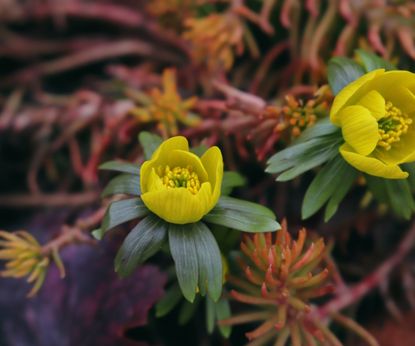 How to grow winter aconites: expert care tips | Homes and Gardens