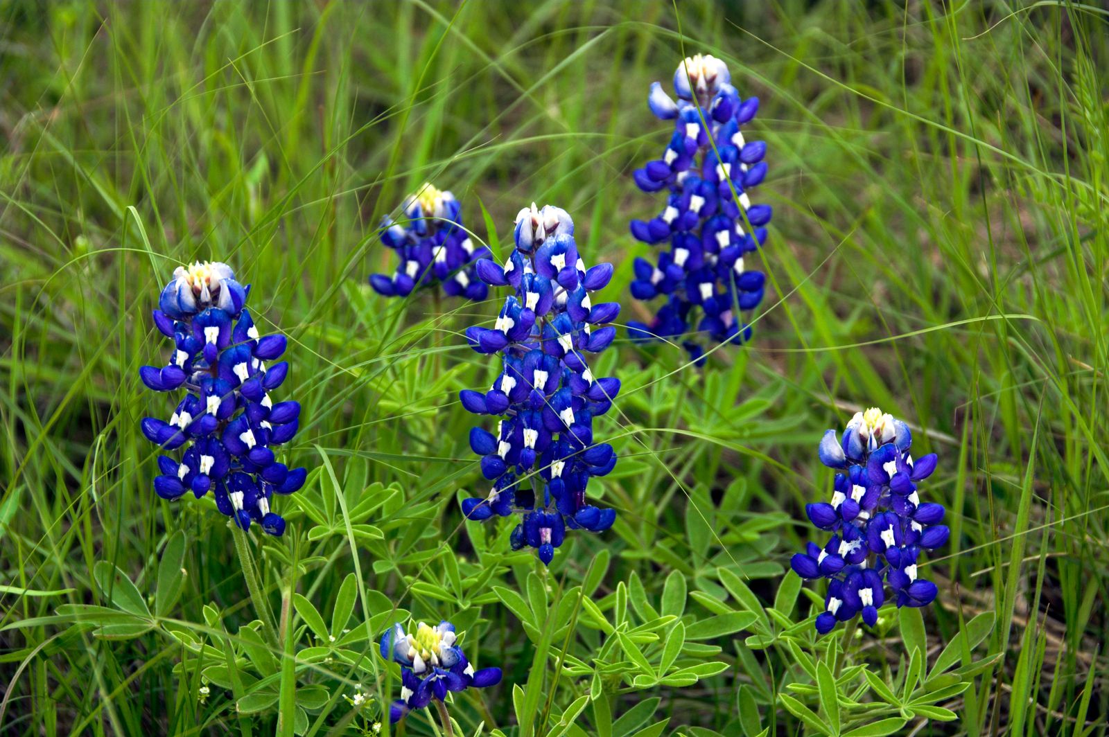 How to grow blue bonnets: tips for the Texan State flower | Homes and ...