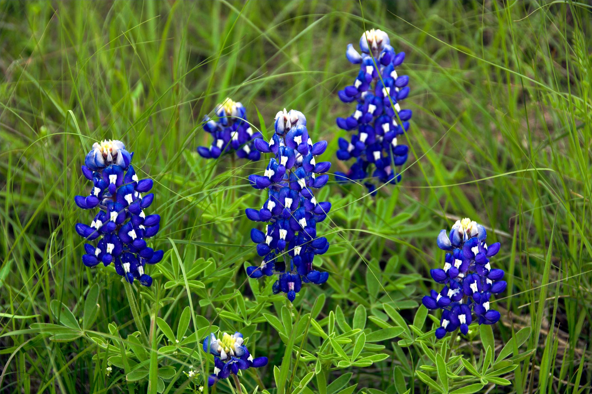 How to grow blue bonnets: tips for the Texan State flower | Homes and ...
