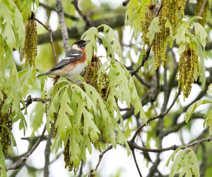 Best trees for wildlife: 10 tree species garden wildlife will love ...