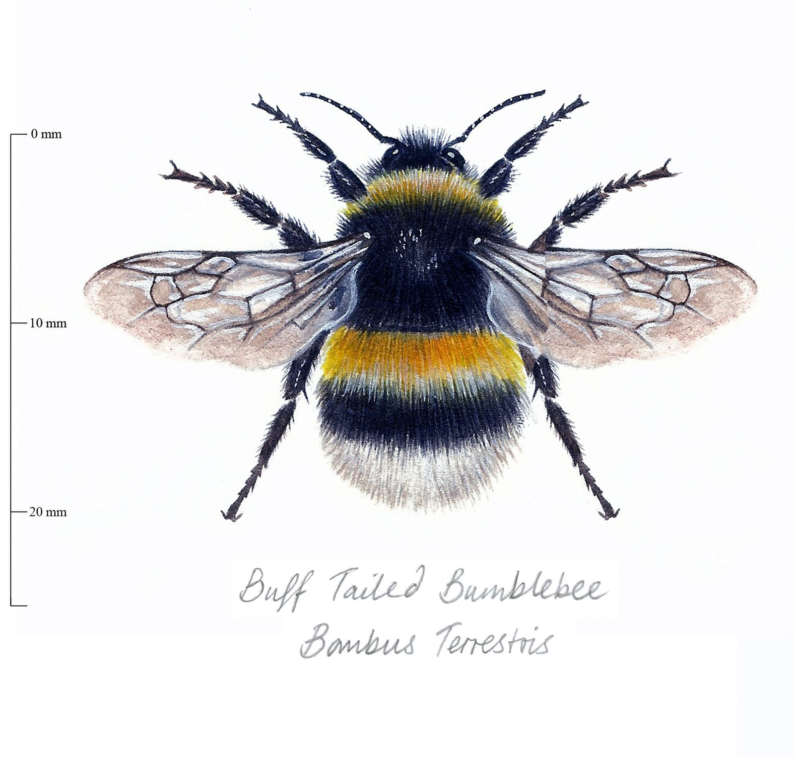 The seven bumblebees you'll see in Britain, and how to identify them ...