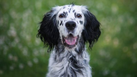 4 Setter dog breeds that make wonderful companions | PetsRadar