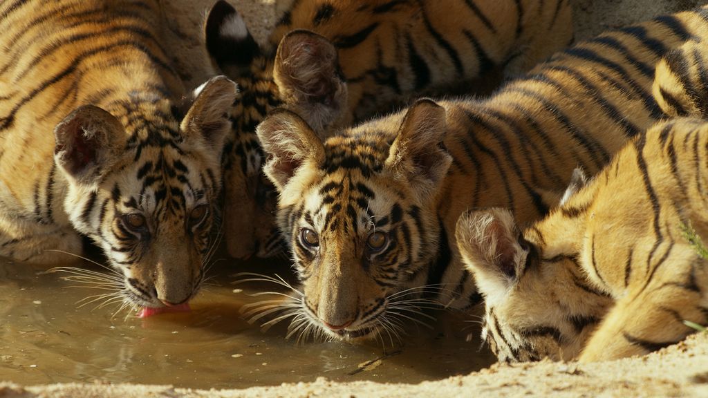In Photos: The Tigers of India's Bandhavgarh Tiger Reserve | Live Science