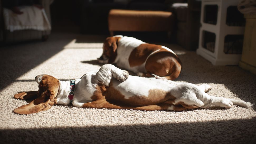 32 dog breeds that are all about taking it easy. | PetsRadar