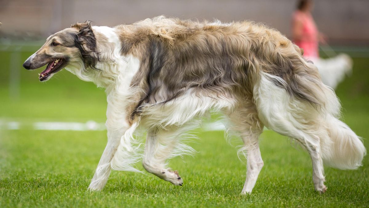 32 longhaired dog breeds that will catch your eye | PetsRadar
