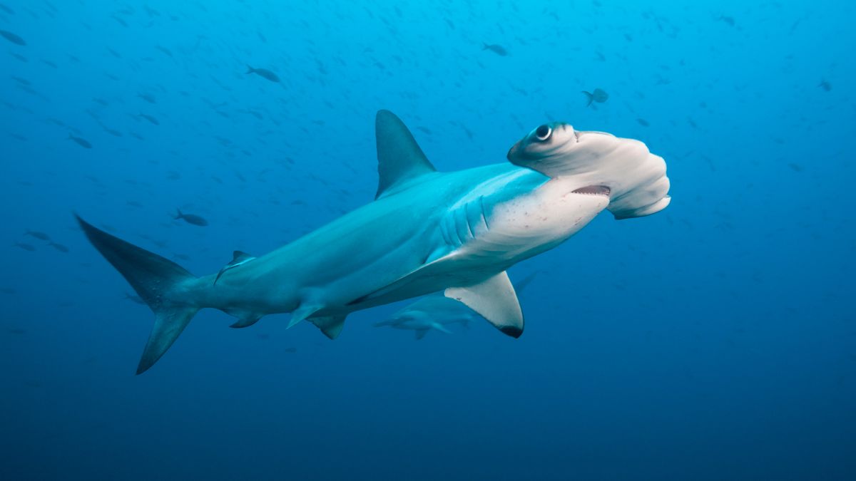 Hammerhead sharks are vanishing from their mountain homes in the Gulf ...