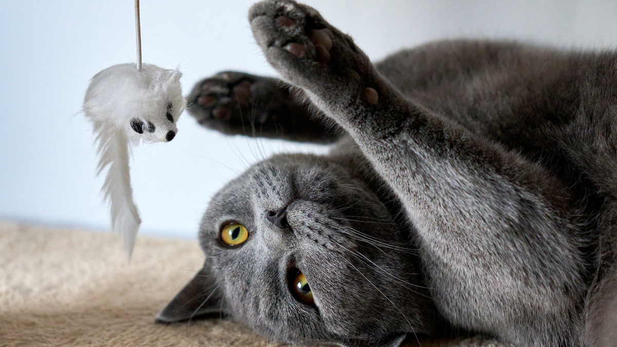 5 reasons why your cat wants to play all the time (and how to keep them ...