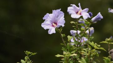 How to transplant a magnolia tree or bush: a step-by-step guide | Homes ...