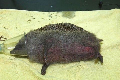 Rare 'Balloon Syndrome' Causes Hedgehog to Puff Up Like a Beach Ball ...