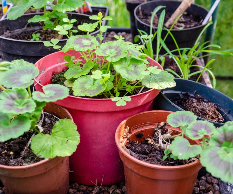 Why Growing Geraniums In Containers Makes Them Last Longer | Gardening ...