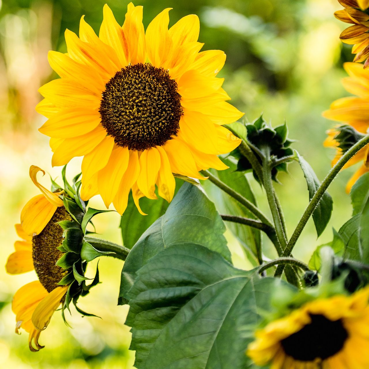 When to plant sunflower seeds for sunny blooms in the garden | Ideal Home