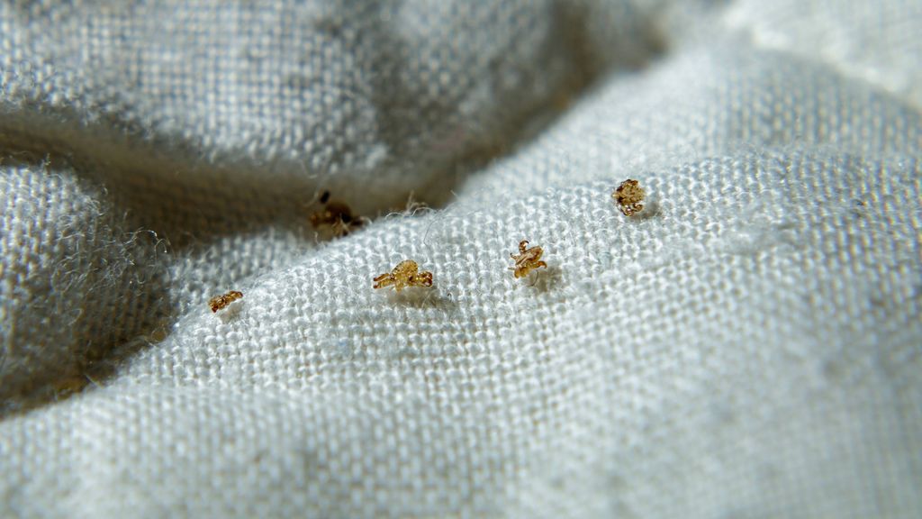 32 scary parasitic diseases | Live Science