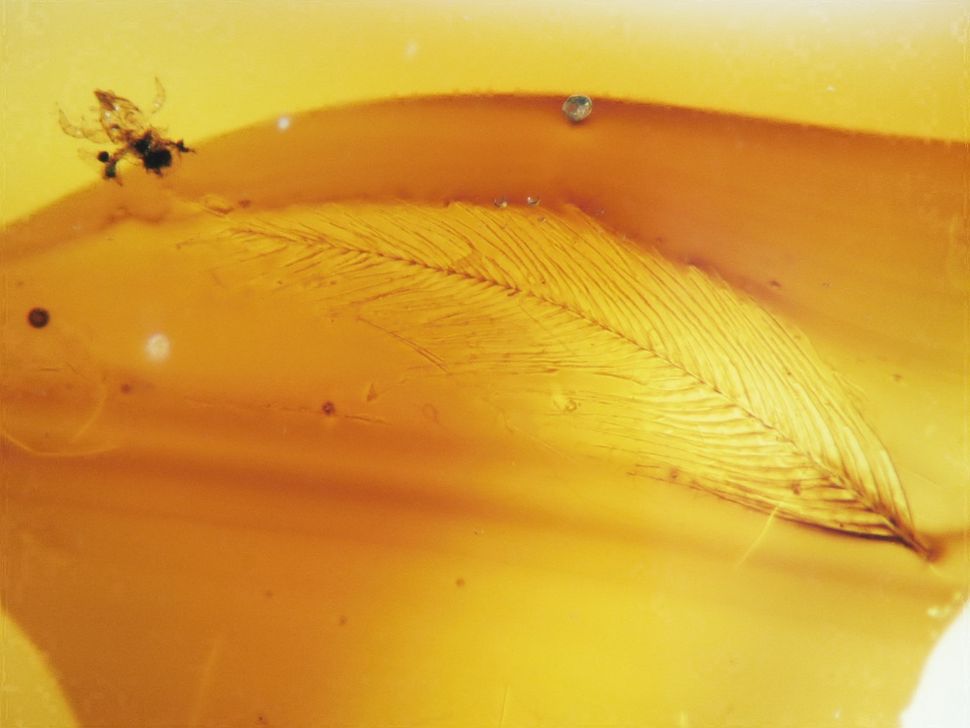 Feathers Preserved in Amber Reveal Colorful, 'Fluffy' Dinosaurs | Live ...