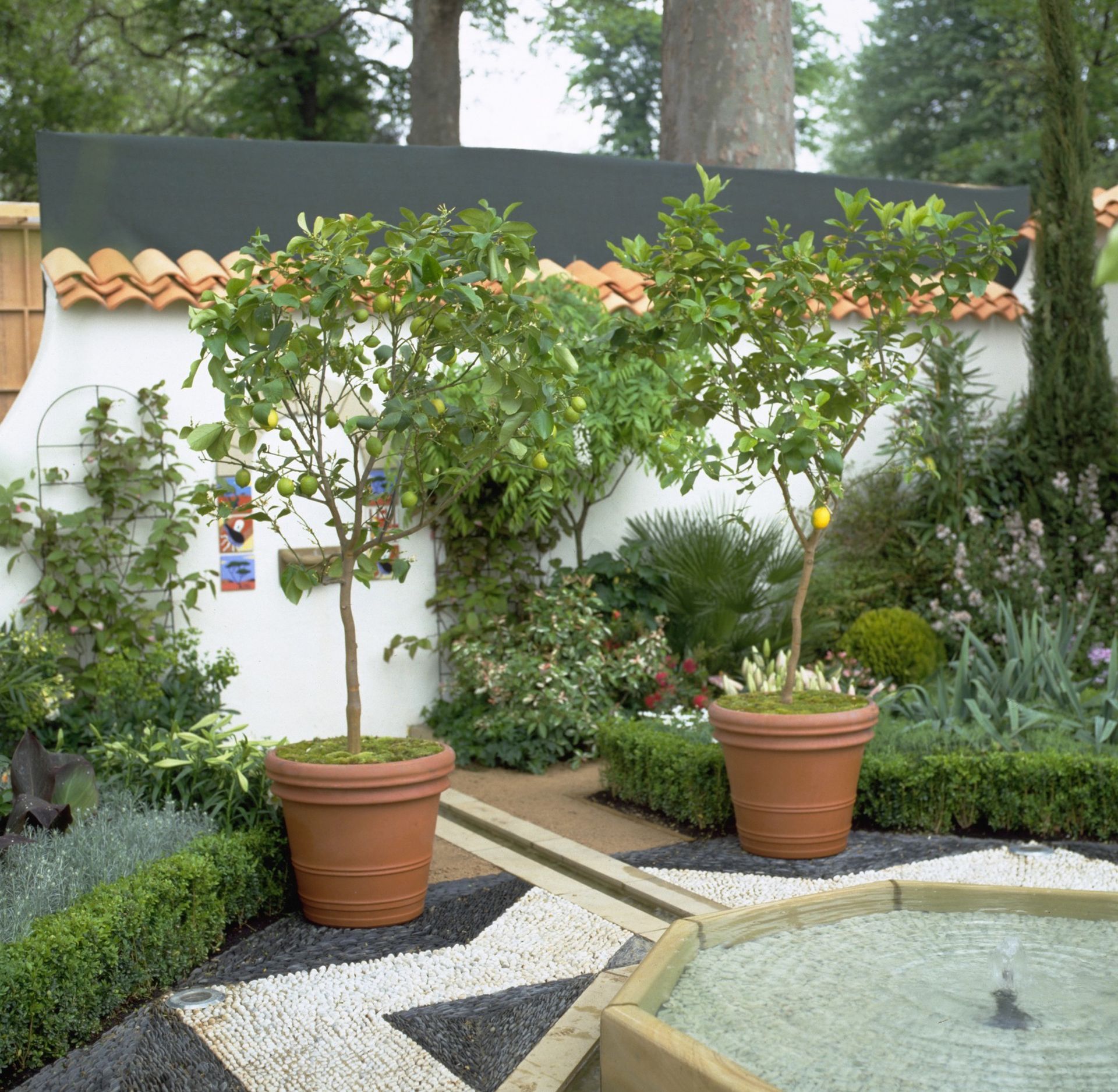 Best fruit trees to grow in pots: our top choices for containers ...