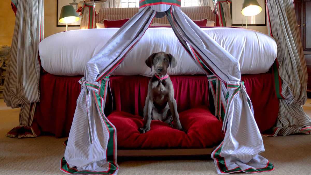 Dog Friendly Hotels In The UK To Take Your Pet On Holiday | Marie Claire UK