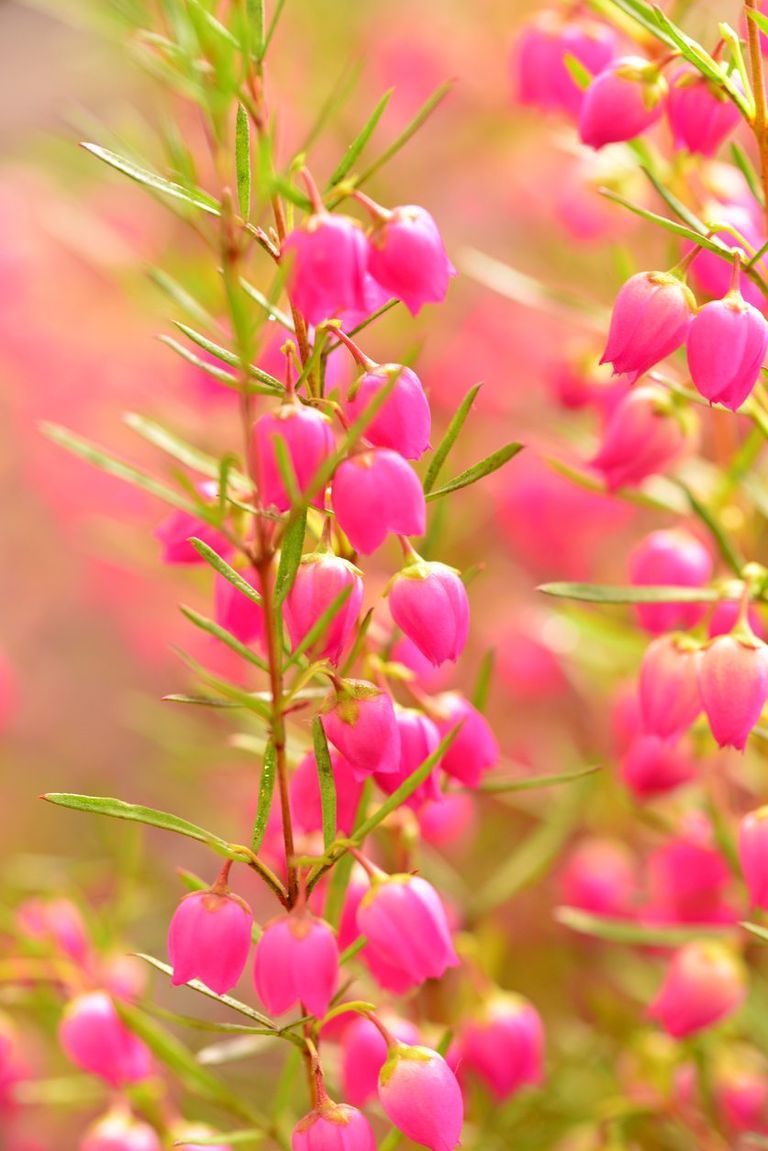 Red Boronia Information - Growing Red Boronia Plants In Gardens ...