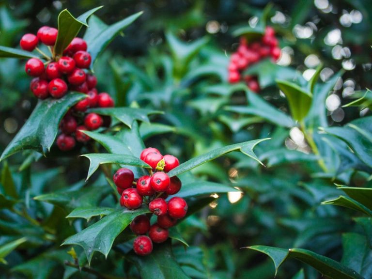 Growing Holly Bushes: How To Grow And Care Of Holly Bushes | Gardening ...