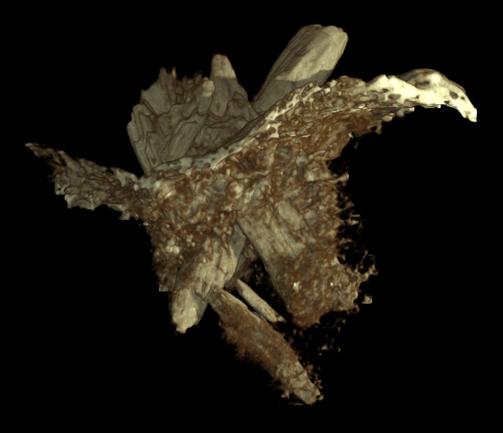 Mastodon Bones: Images of an Early Hunt | Live Science