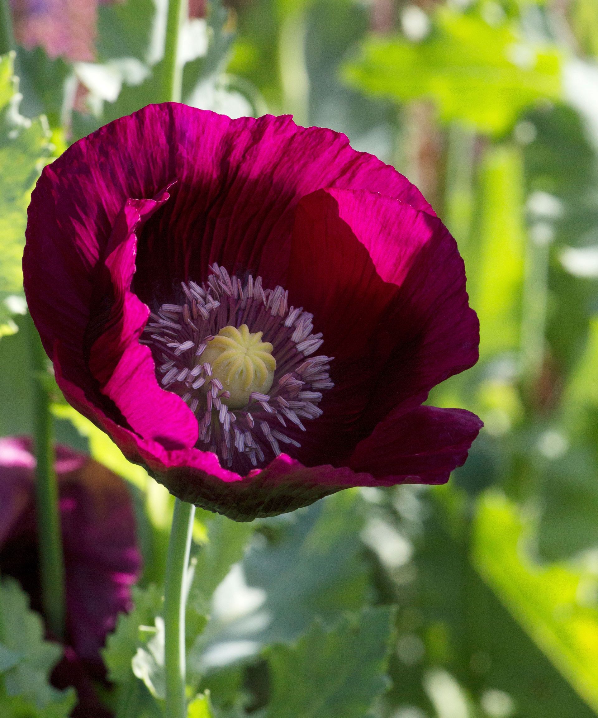 How to grow poppies | Homes and Gardens