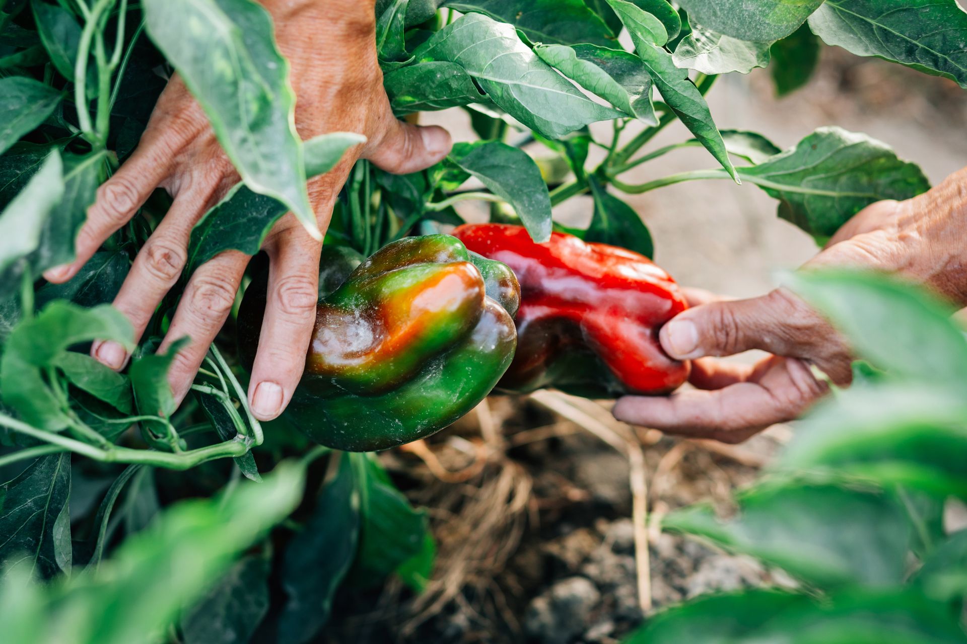 How to grow peppers | Real Homes
