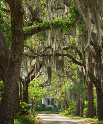 Live oak care and growing guide: tips for these trees | Gardeningetc