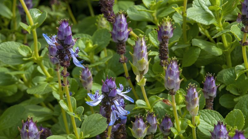 What are beneficial nematodes and how to use them | Homes and Gardens