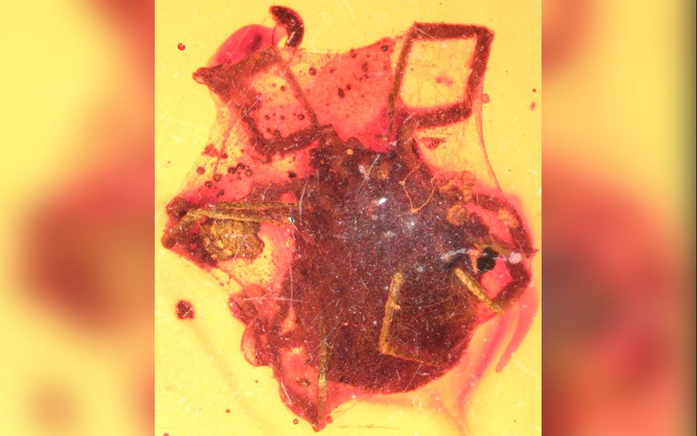 This Tick's Worst Day Ever Frozen in Time for 100 Million Years | Live ...