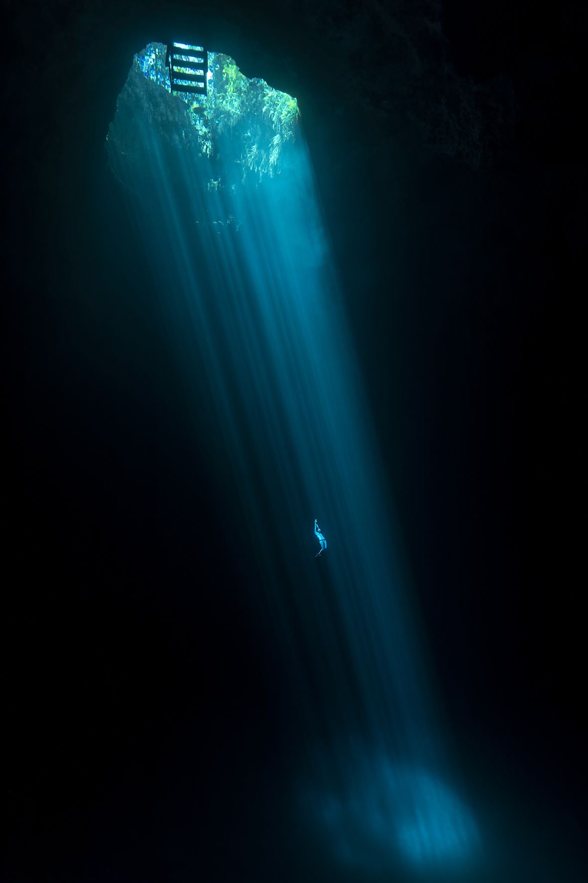 Discover the diversity of marine life with The Ocean Photography Awards ...