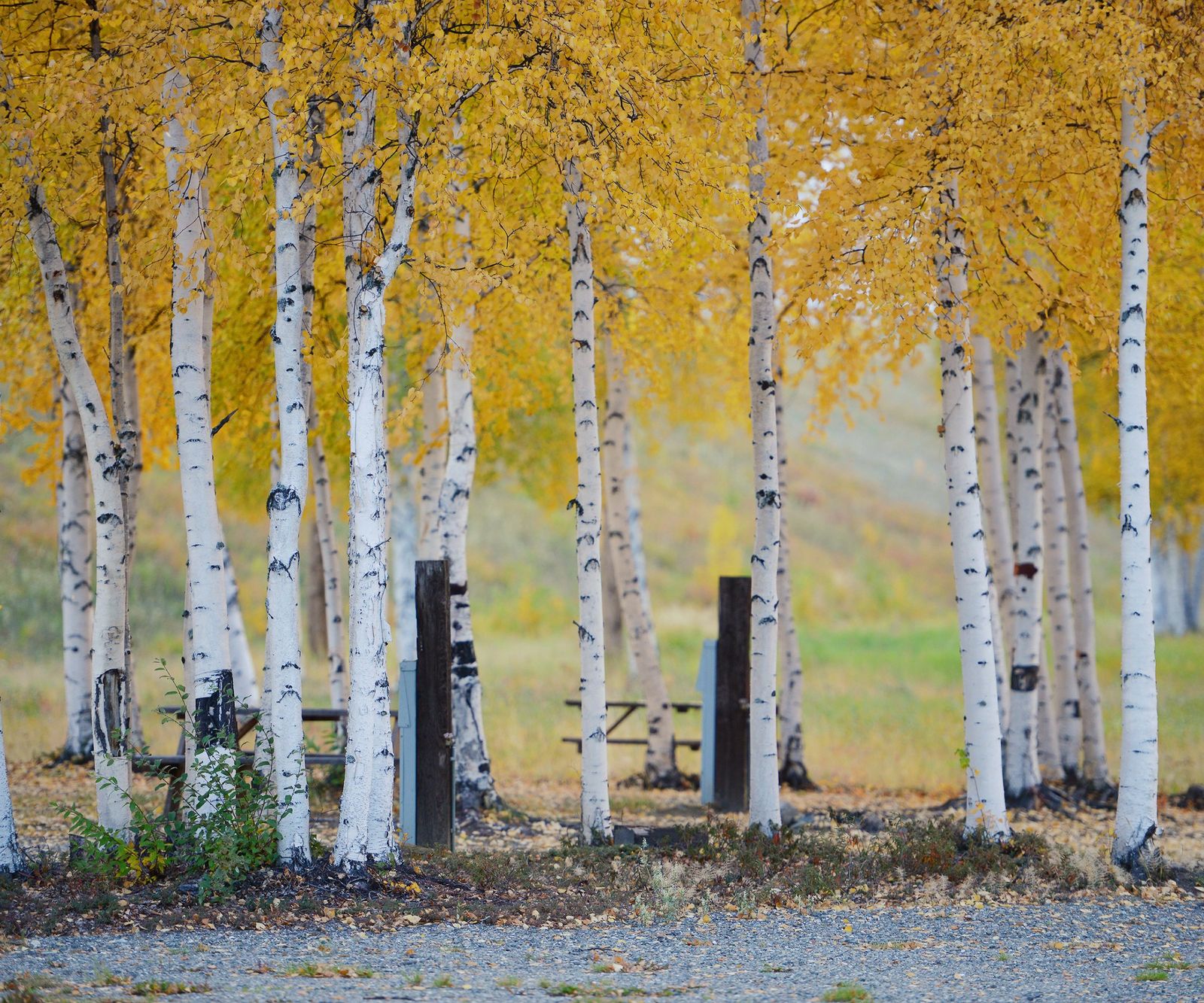 5 Front Yard Trees To Boost Your Curb Appeal All Year Long | Gardening ...