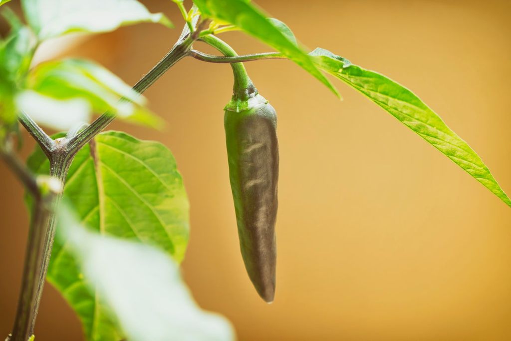 Growing Hot Peppers Indoors – How To Care For Hot Peppers In Pots ...