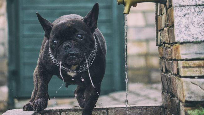 Excessive dog drooling: Vet's guide to causes and treatment | PetsRadar