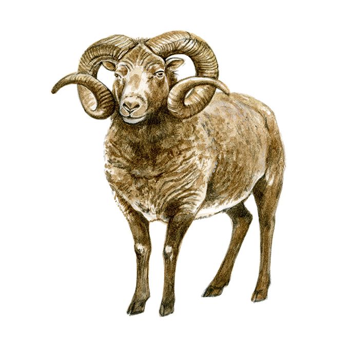 21 native British sheep breeds and how to recognise them | Country Life