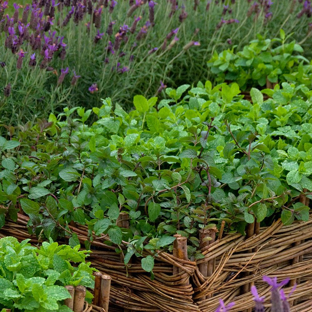 Herb garden ideas – create a cook’s herb garden you’ll actually use ...