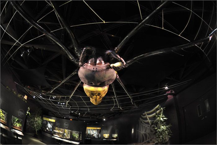 They're Alive! 'Goliath' Tarantulas Among Spiders at New Exhibit | Live ...