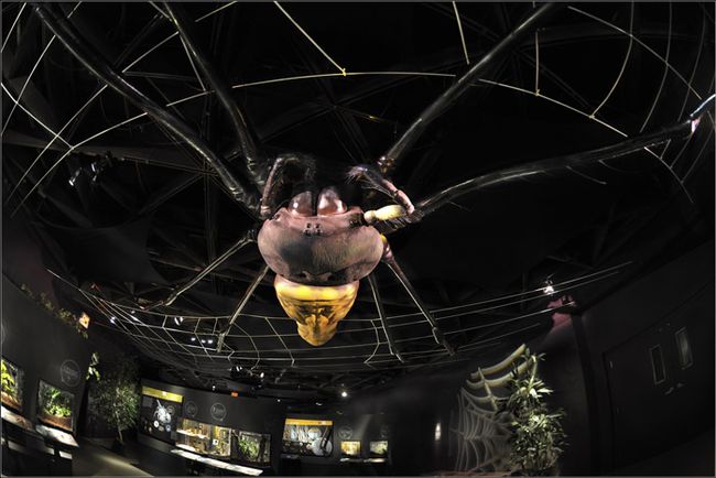 They're Alive! 'Goliath' Tarantulas Among Spiders at New Exhibit | Live ...