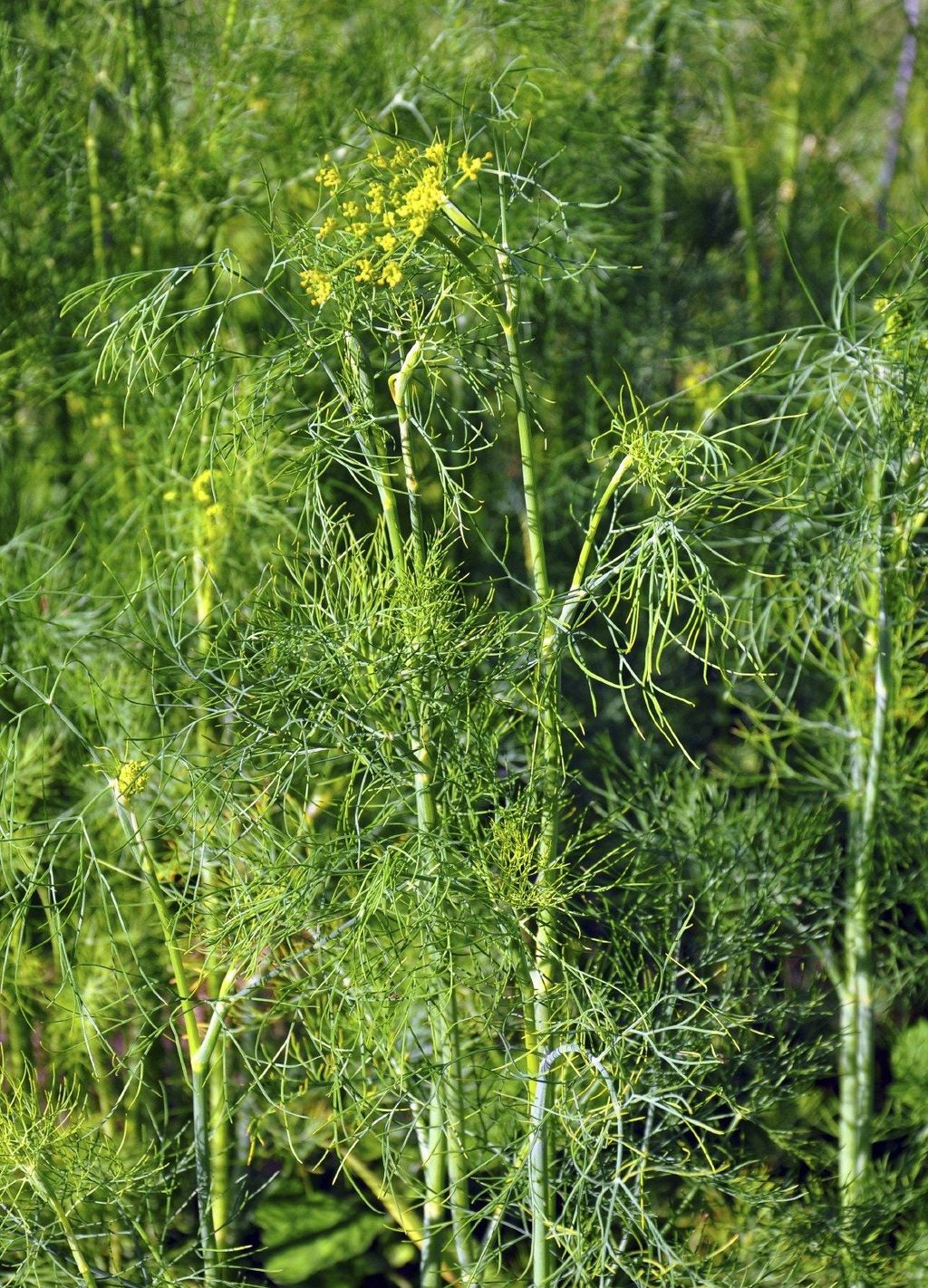 Dill Weed Varieties - Learn About Different Types Of Dill Plants ...