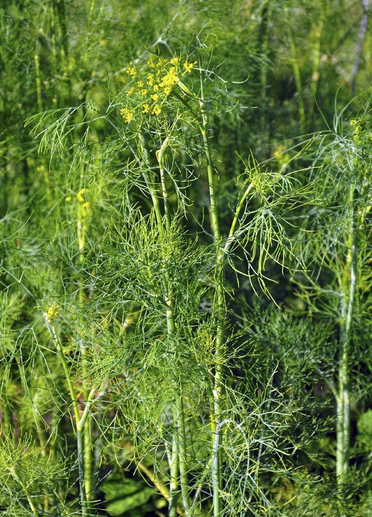 Dill Weed Varieties - Learn About Different Types Of Dill Plants ...