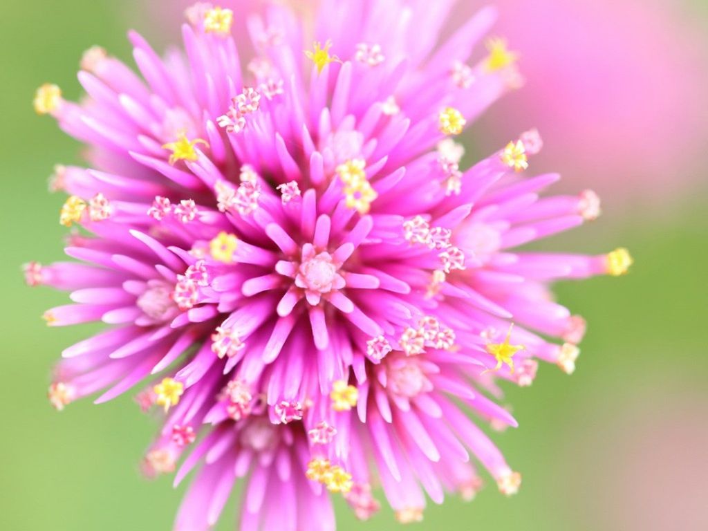 Explosive Plants To Celebrate Independence Day | Gardening Know How