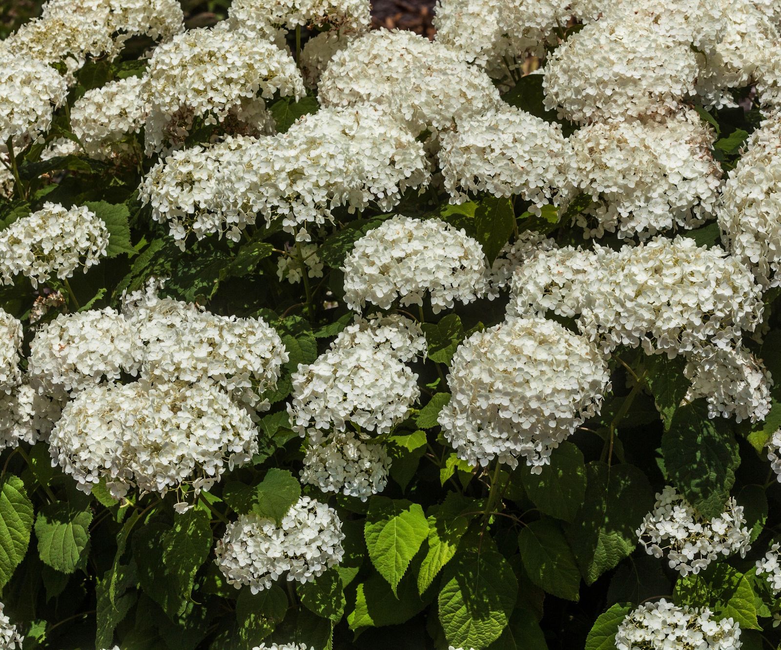 Expert tips on smooth hydrangeas: the easiest type to grow | Homes and ...