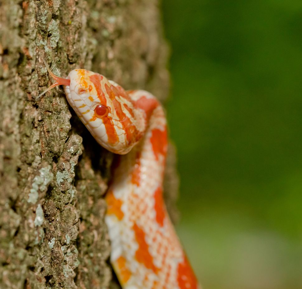 How Snakes Slither Up Trees | Live Science